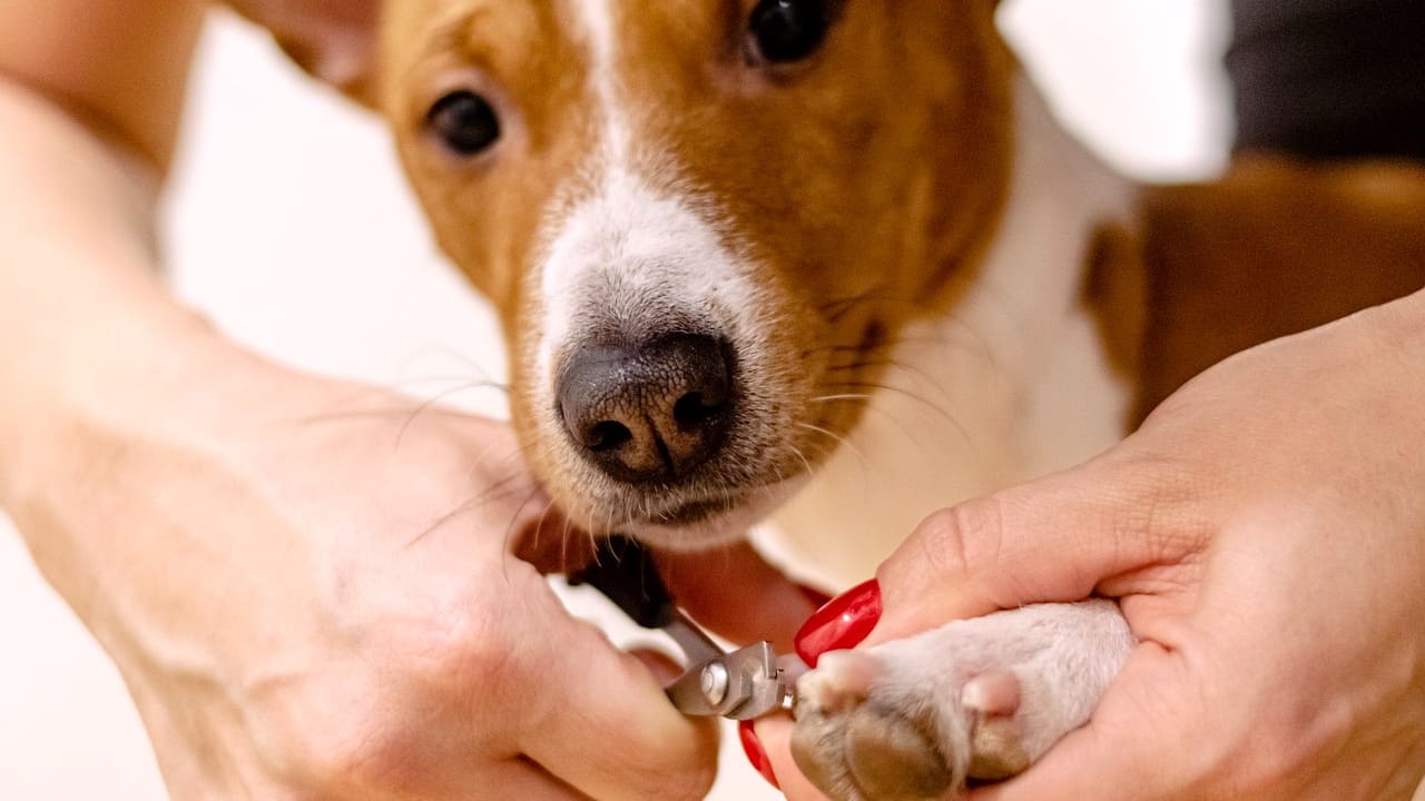 Koera hooldus | Koertesalong - Grooming salong